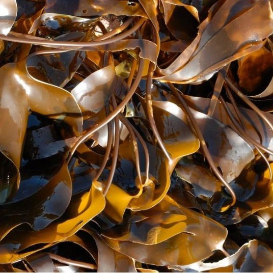 Organic Kelp (L.Digitata) Kombu – Organic Irish Seaweed – Emerald Isle